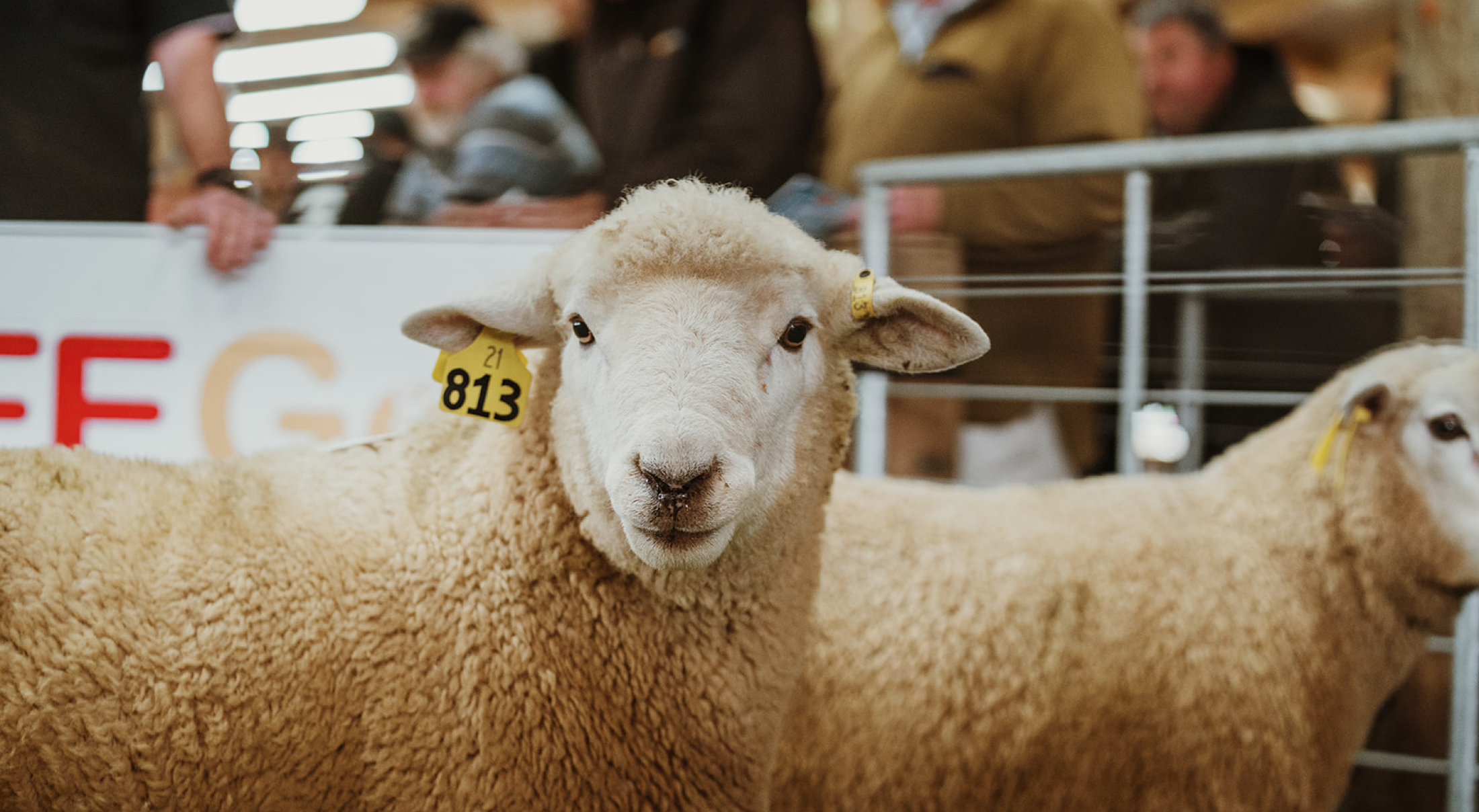 North Island studs start ram sales season with a flourish | PGG Wrightson